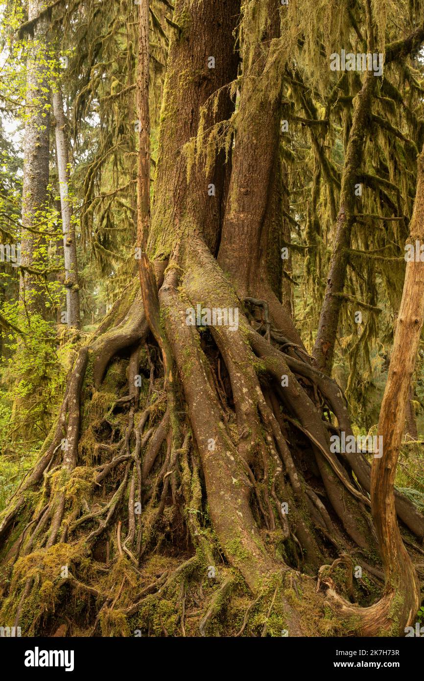 Growing on maple tree trunk hi-res stock photography and images - Alamy