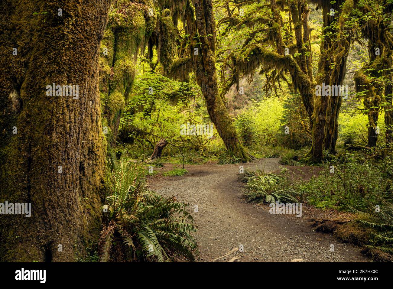 Trail through the hall of mosses hi-res stock photography and images ...
