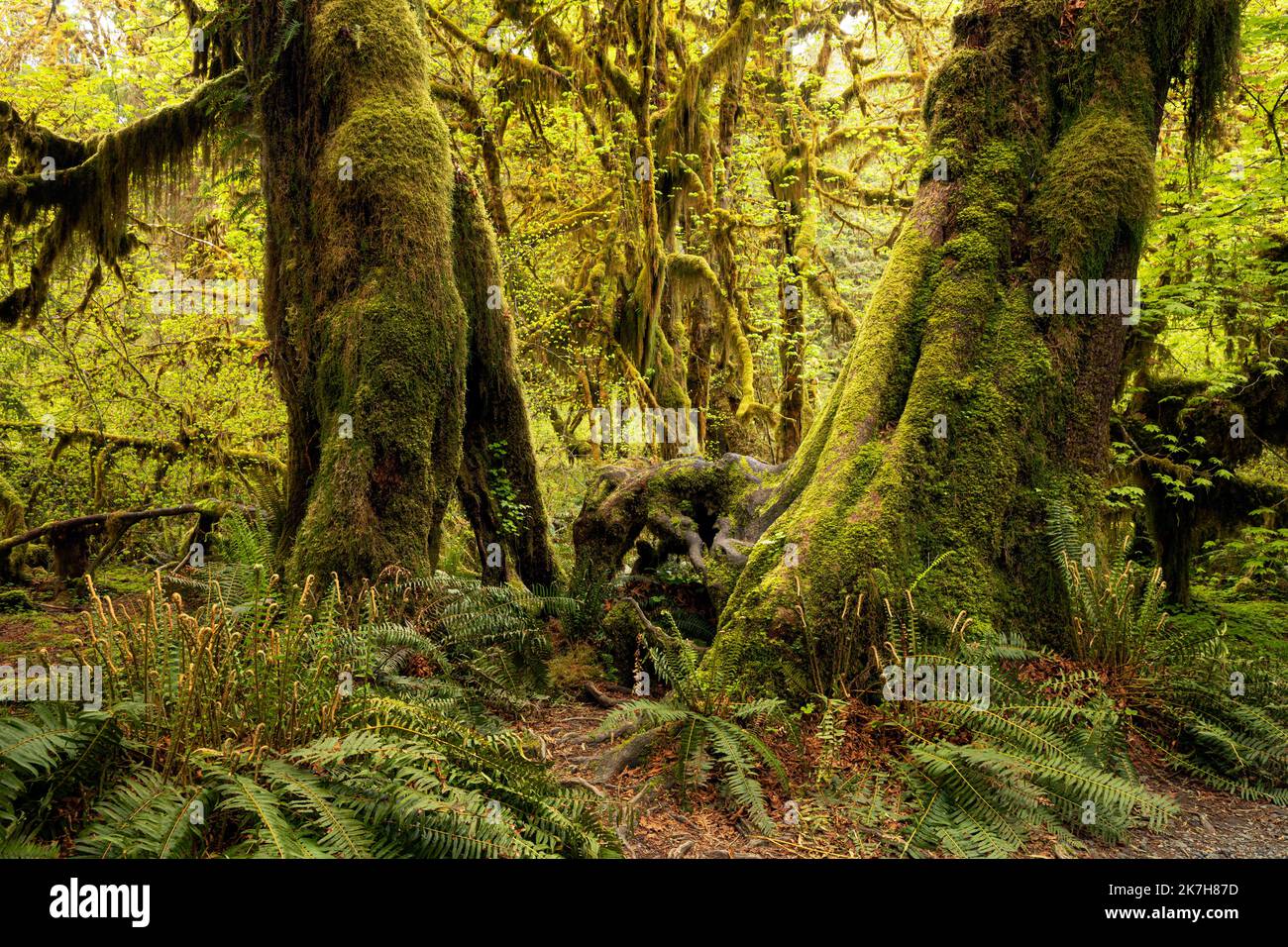 WA22332-00...WASHINGTON - Young fiddlehead fronds of the Western Sword ...