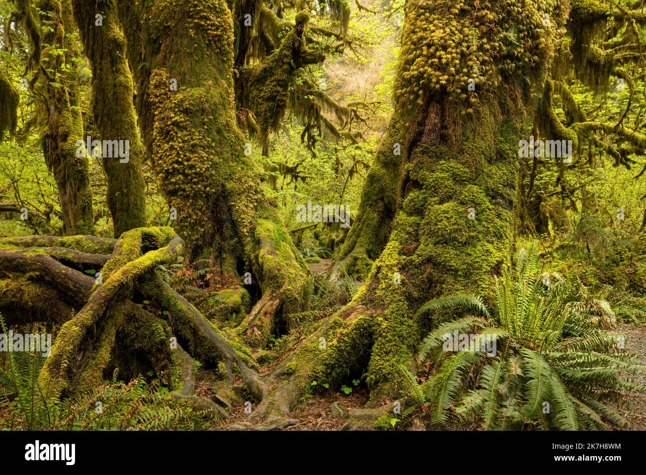 WA22335-00...WASHINGTON - Western Sword Ferns and moss covered Big Leaf ...