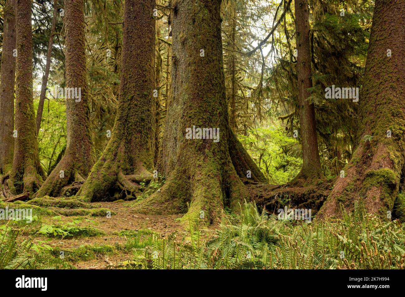 WA22337-00...WASHINGTON - This line of trees started their lives on a ...