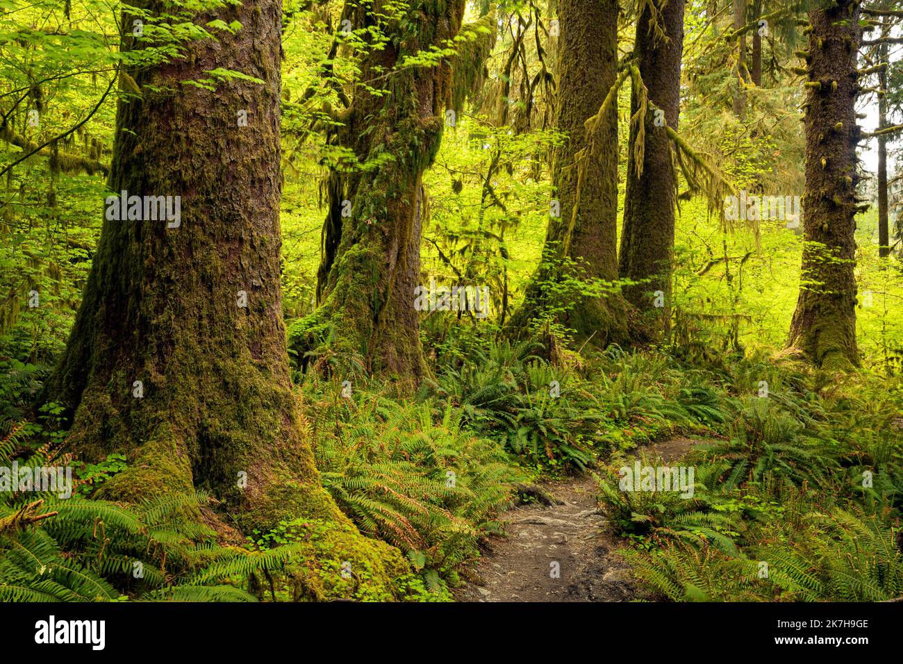 WA22340-00...WASHINGTON - Big trees along the Hoh River Trail in the ...