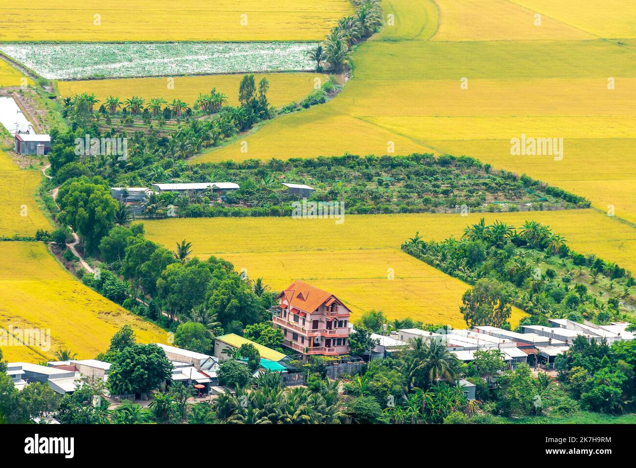 Aerial view ripe rice fields at noon, golden sunshine in the Mekong ...