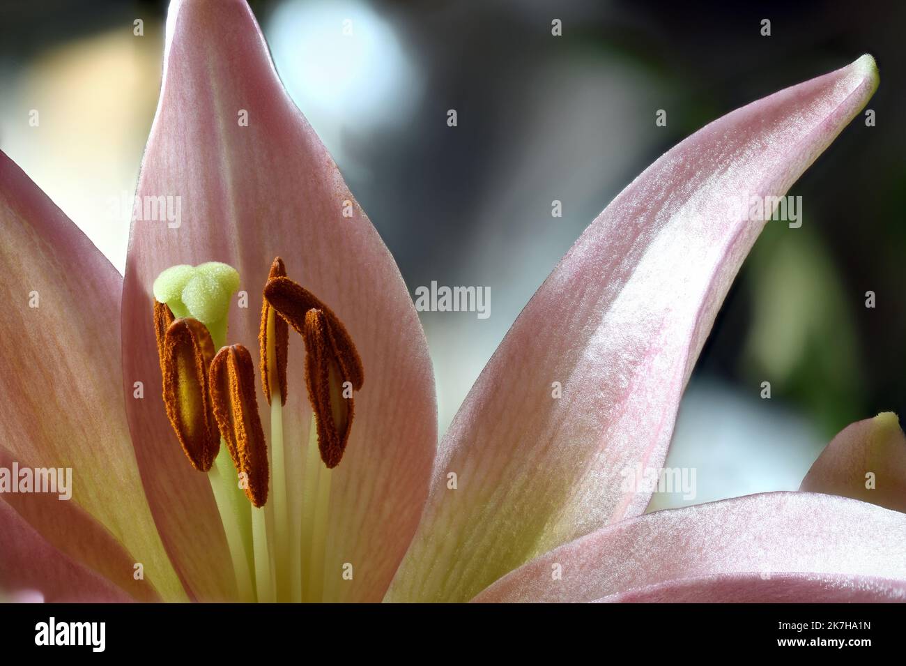Light Pink Lily photographed at a botanical garden in New Mexico. The ...