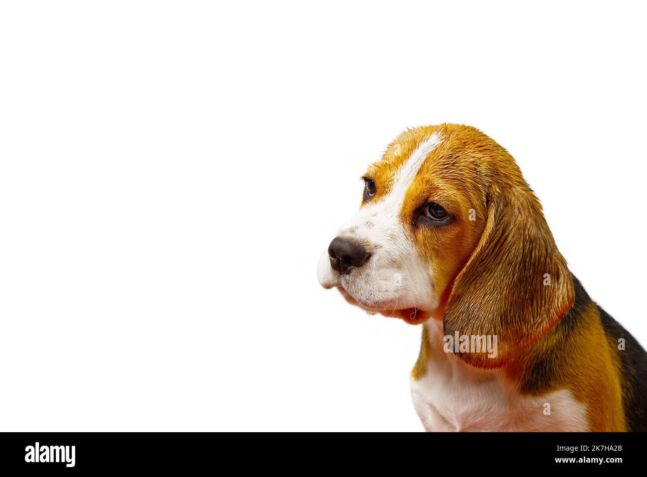 Front view beagle puppy lying hi-res stock photography and images - Alamy