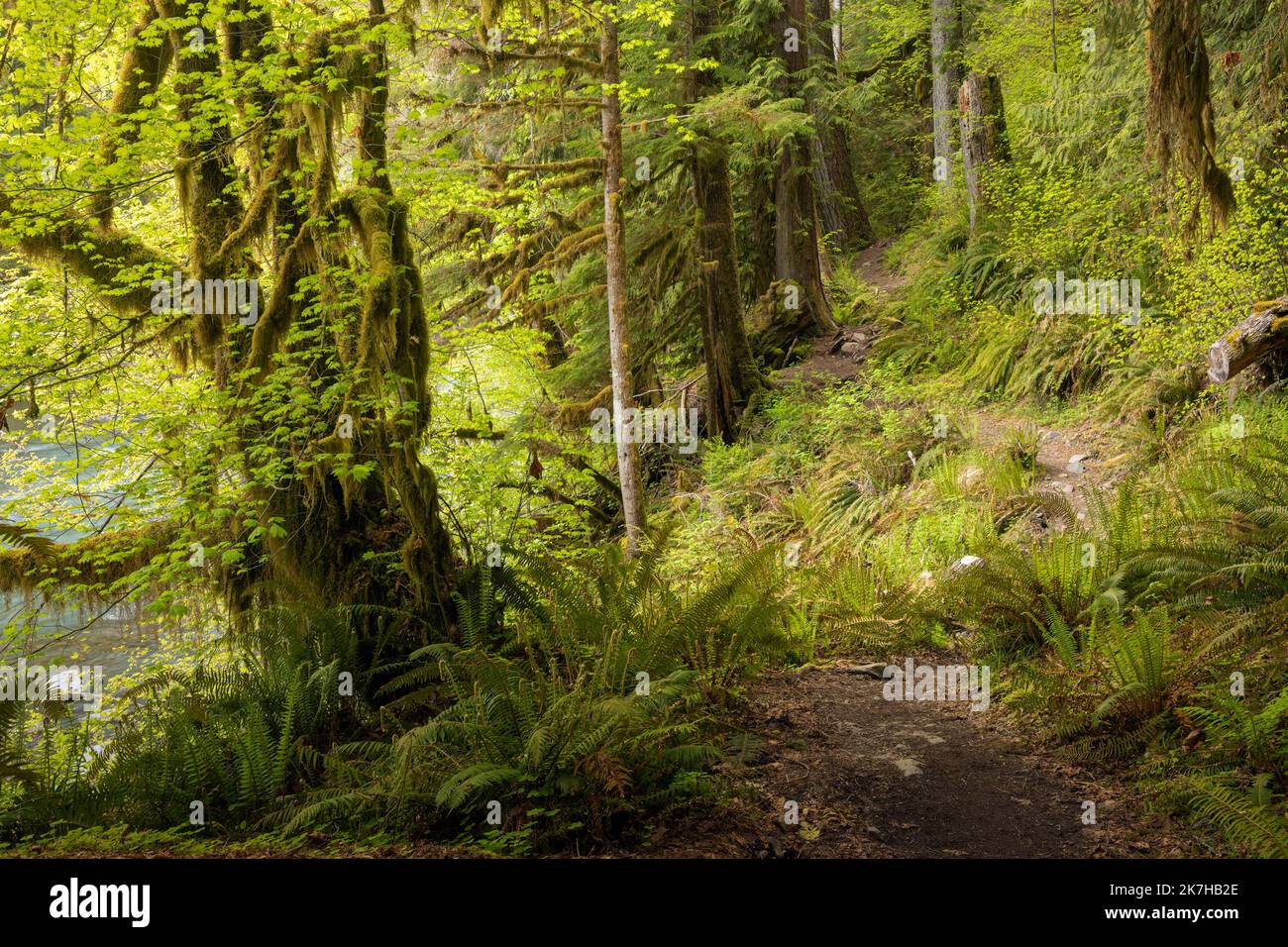 WA22347-00...WASHINGTON - The Hoh River Trail on a steep hillside above ...