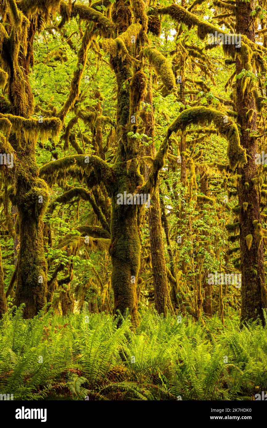 WA22356-00...WASHINGTON - Moss covered trees and Western Sword ferns in ...