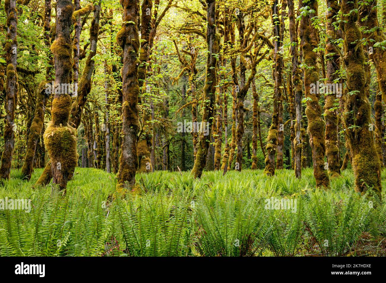 WA22356-00...WASHINGTON - Moss covered Big Leaf Maple trees and Western ...