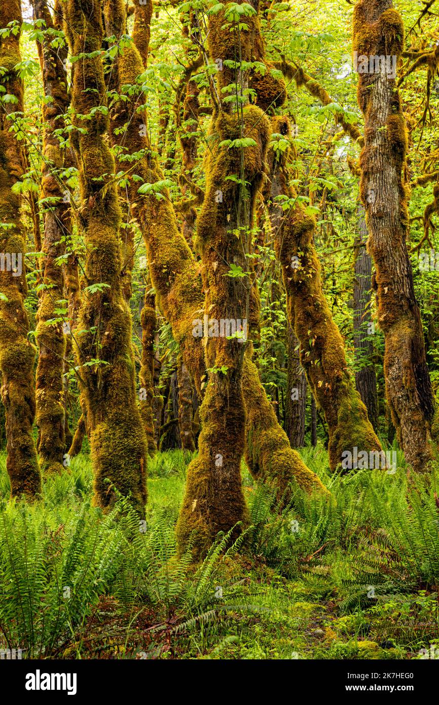 WA22359-00...WASHINGTON - Moss covered Big Leaf Maple trees and Western ...