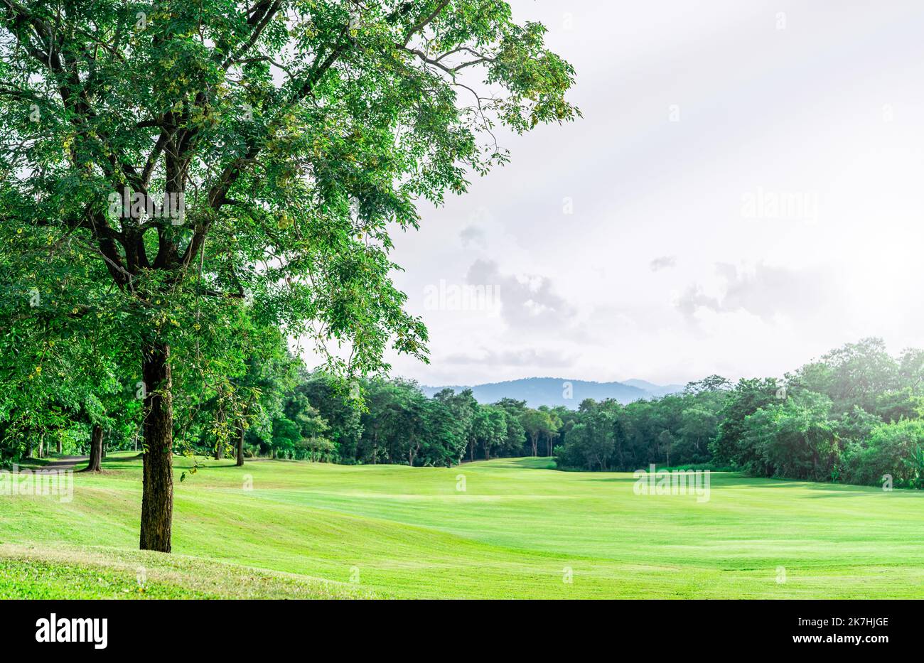 Golf course with green turf landscape. Green grass field with forest ...