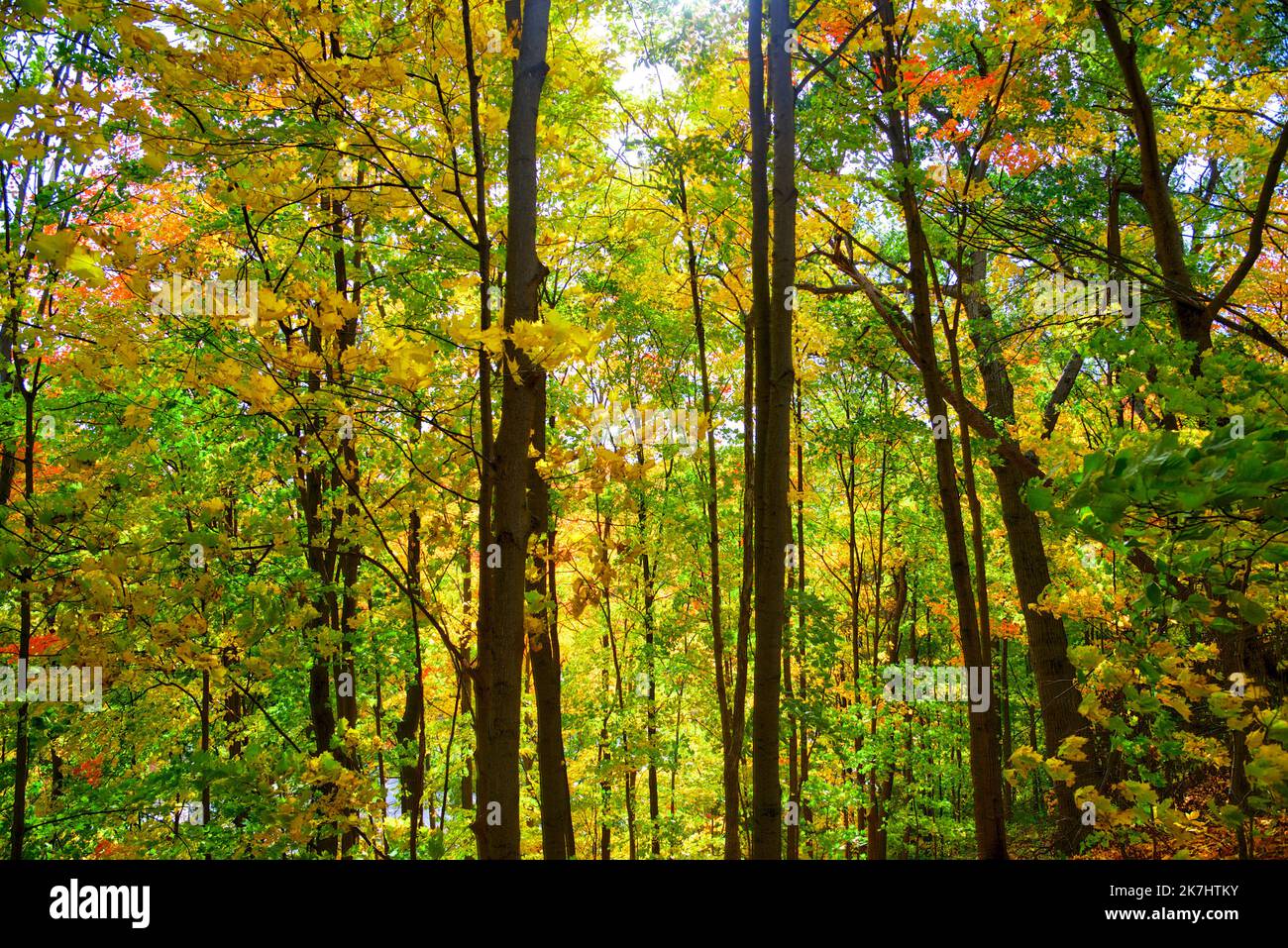 Autumn leaf colour in the forest Stock Photo - Alamy