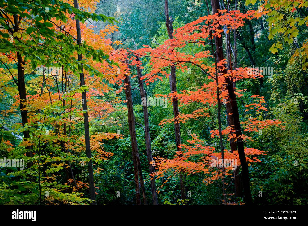 View of the red maple tree leaves in the forest Stock Photo - Alamy