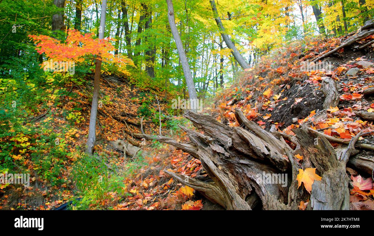 Maple tree root hi-res stock photography and images - Alamy