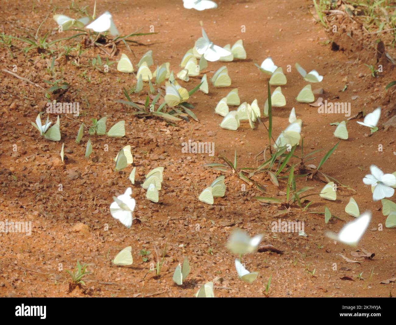 Insects in Sri Lanka, Visit Sri Lanka Stock Photo - Alamy