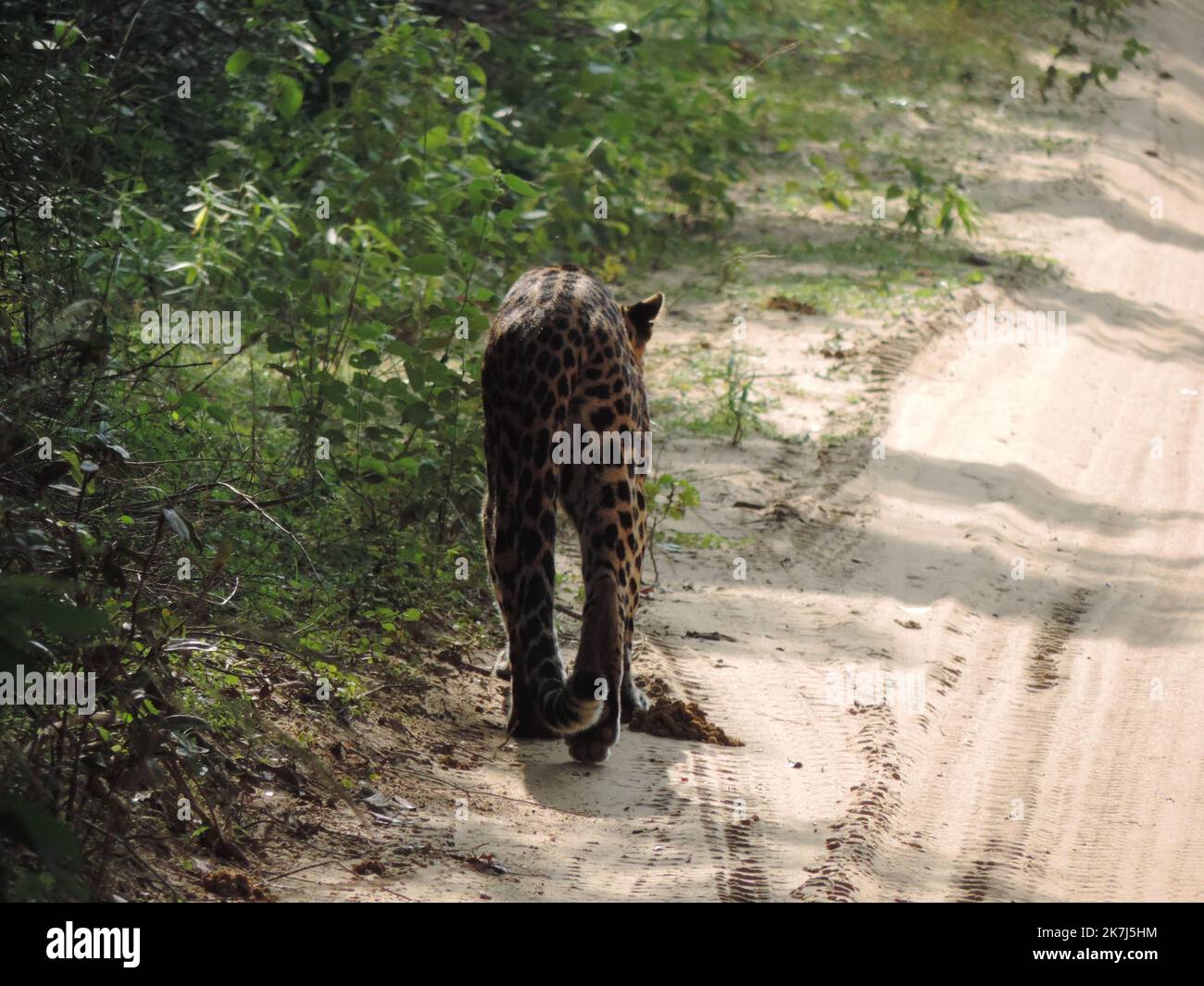 Leopards of Sri Lanka in the Wild, Visit Sri lanka Stock Photo - Alamy