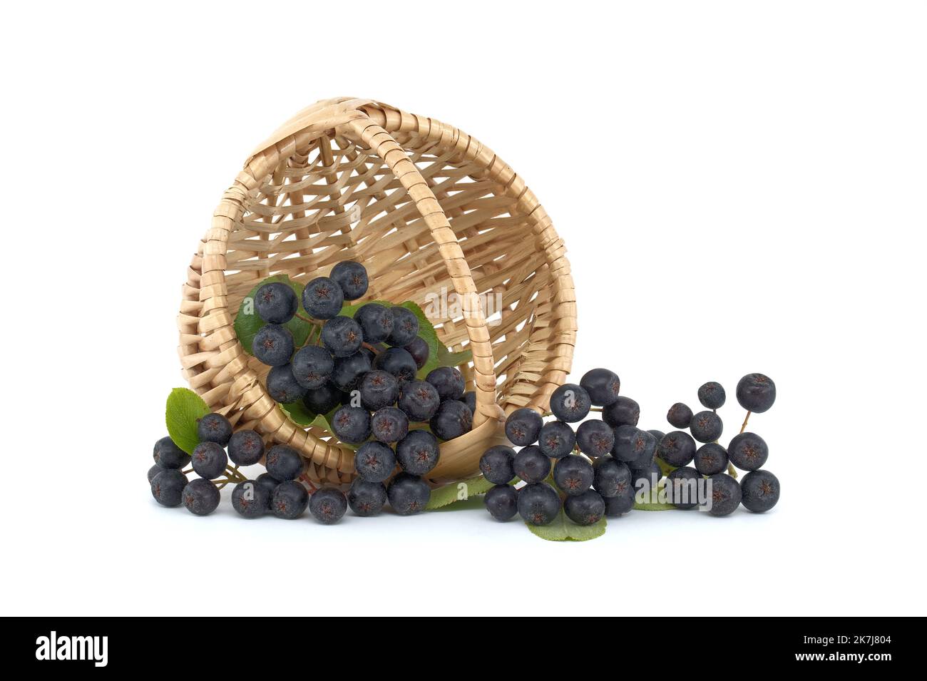 Aronia, commonly known as the chokeberry, with leaves. Freshly picked ...