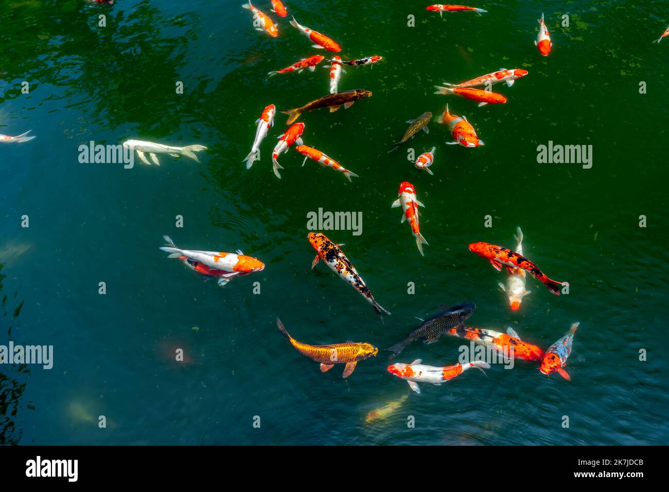 Koi pond in ecological garden. Keeping Koi fish is a hobby and relaxing ...