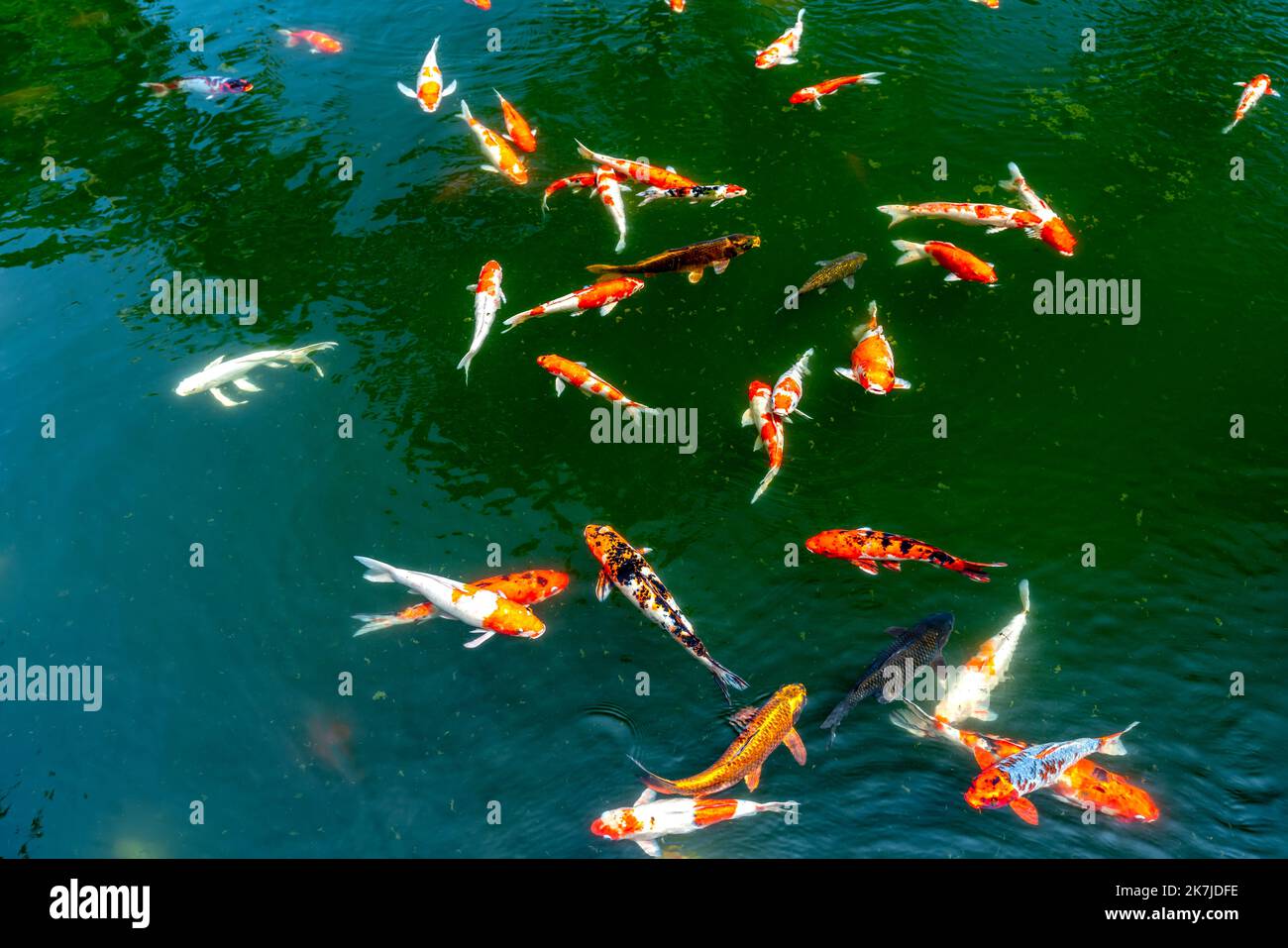 Koi pond in ecological garden. Keeping Koi fish is a hobby and relaxing ...