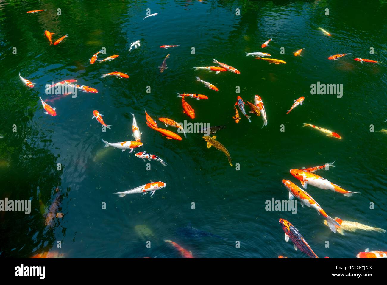 Koi pond in ecological garden. Keeping Koi fish is a hobby and relaxing ...