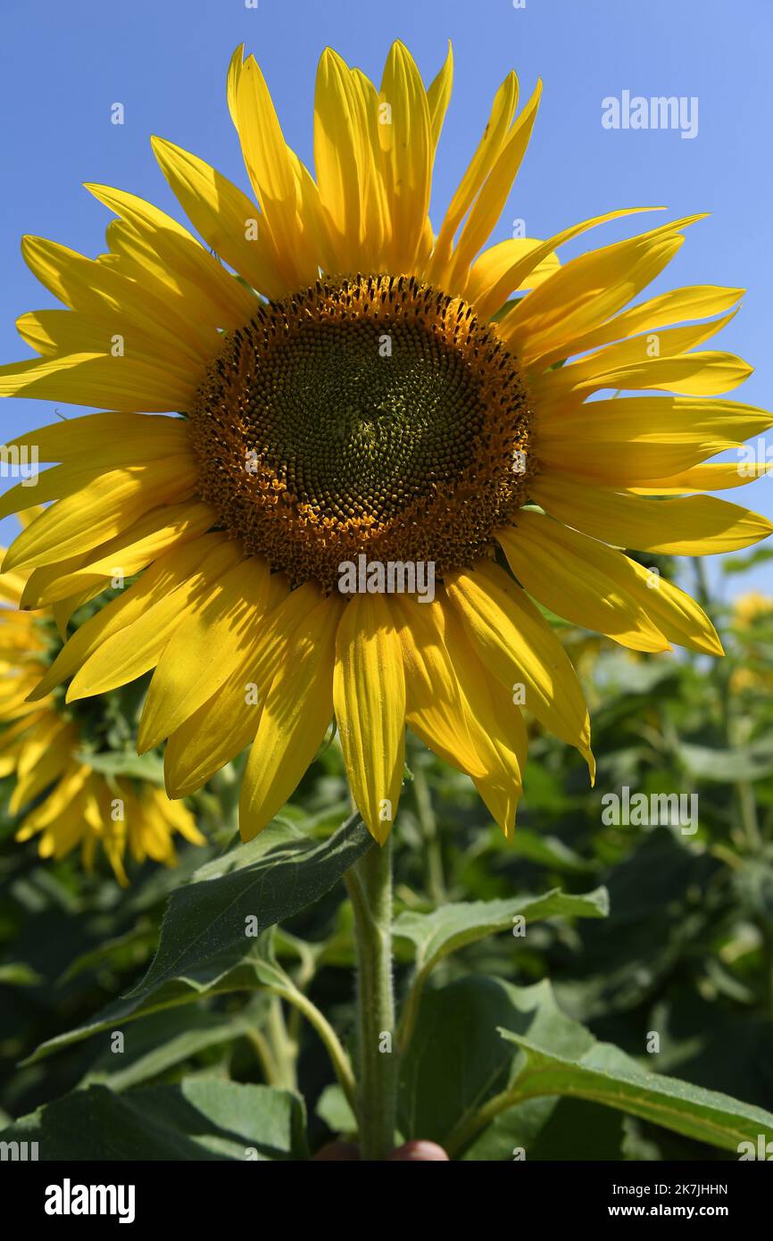 Champ ensoleillé hi-res stock photography and images - Alamy