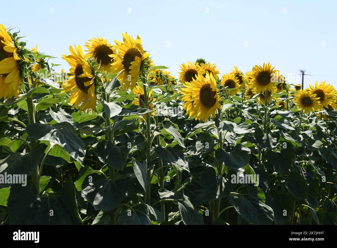 Champ ensoleillé hi-res stock photography and images - Alamy