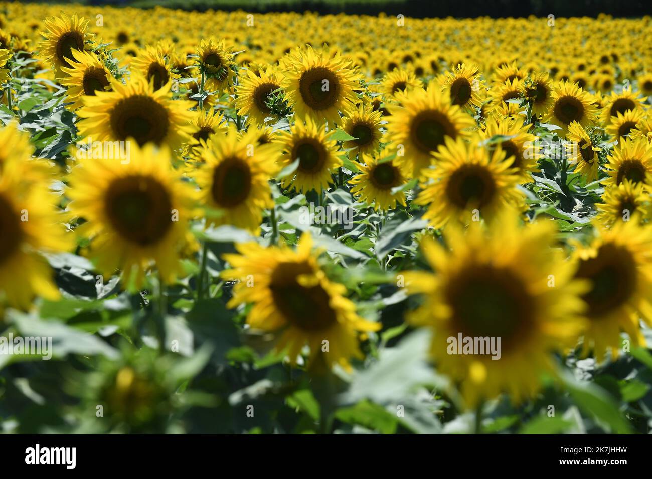 Champ ensoleillé hi-res stock photography and images - Alamy