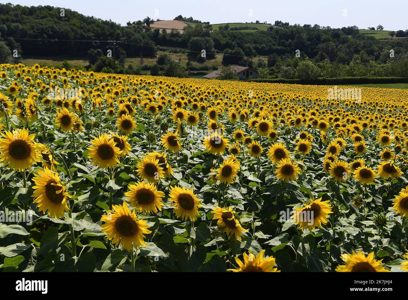 Champ ensoleillé hi-res stock photography and images - Alamy