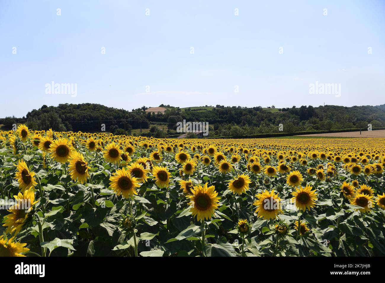 Champ ensoleillé hi-res stock photography and images - Alamy