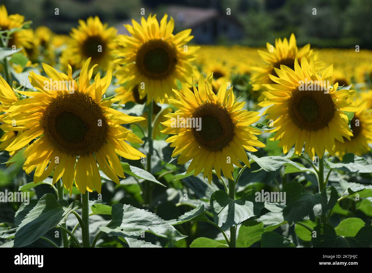 Champ ensoleillé hi-res stock photography and images - Alamy