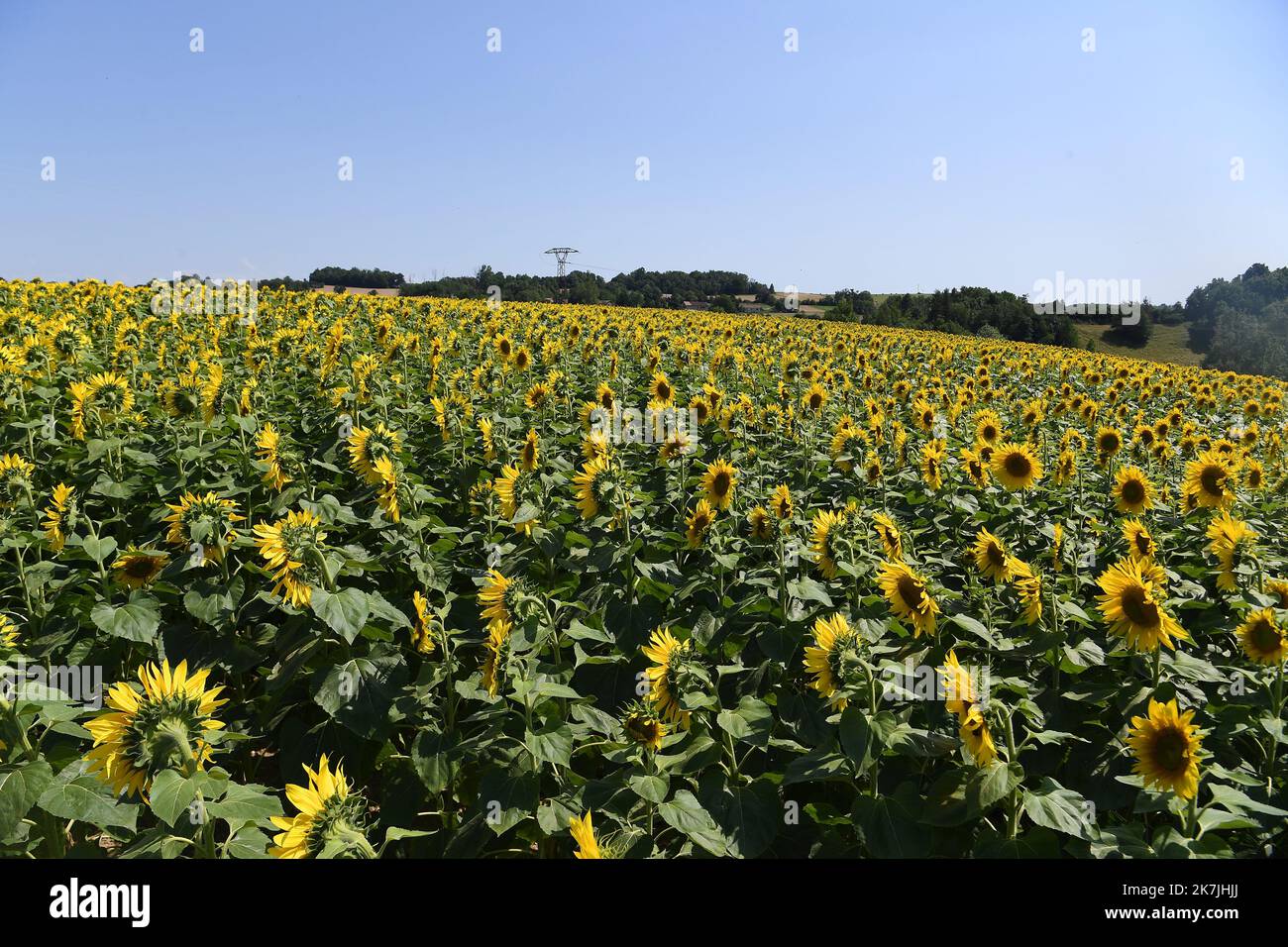 Champ ensoleillé hi-res stock photography and images - Alamy