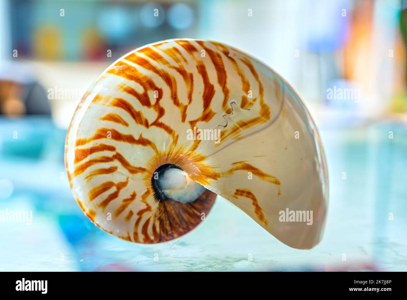 Predatory sea snail hi-res stock photography and images - Alamy