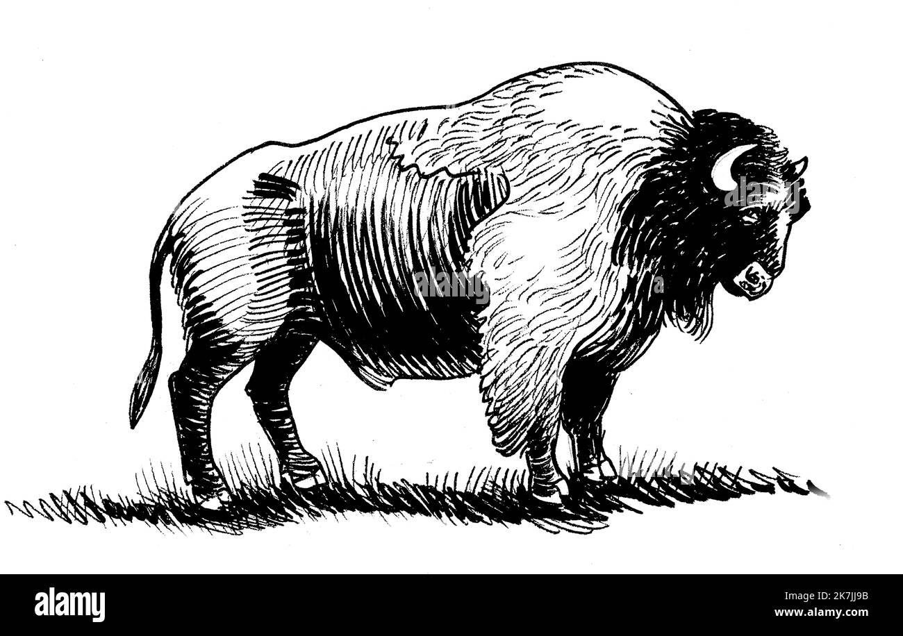 Bison bull. Ink black and white drawing Stock Photo - Alamy