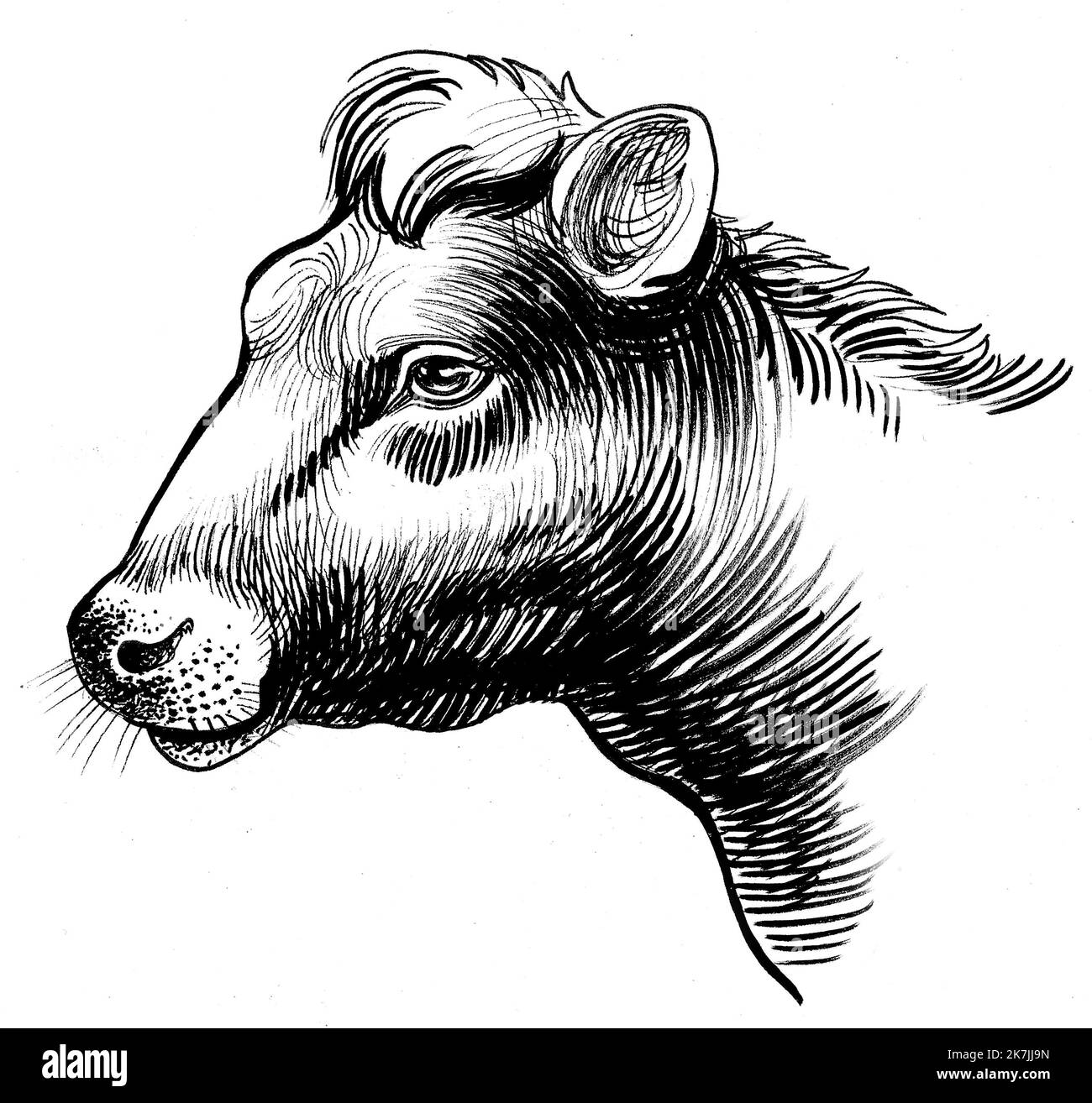 Cow head. Ink black and white drawing Stock Photo - Alamy