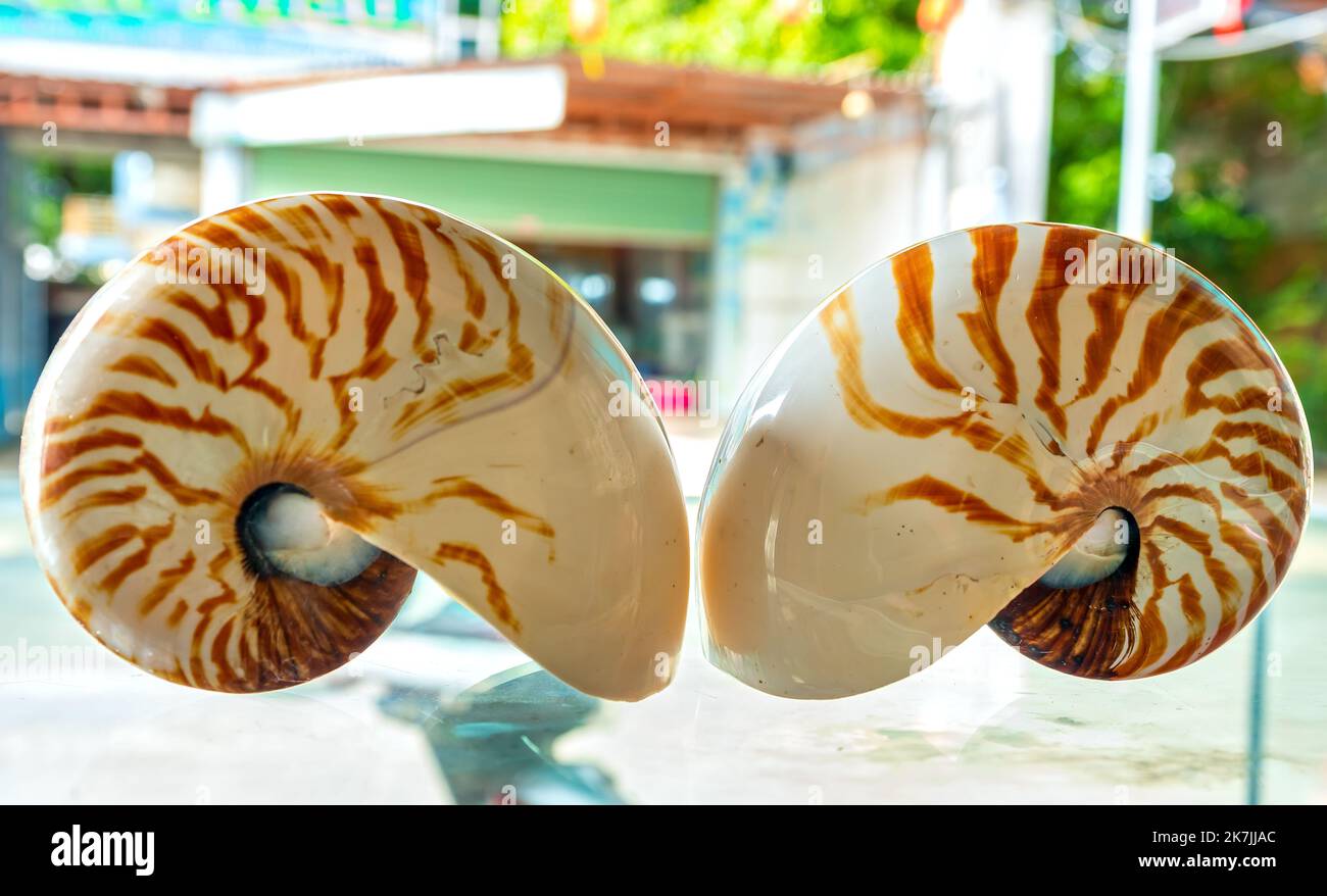 Single sea shell of marine snail displayed in souvenir market. This is ...