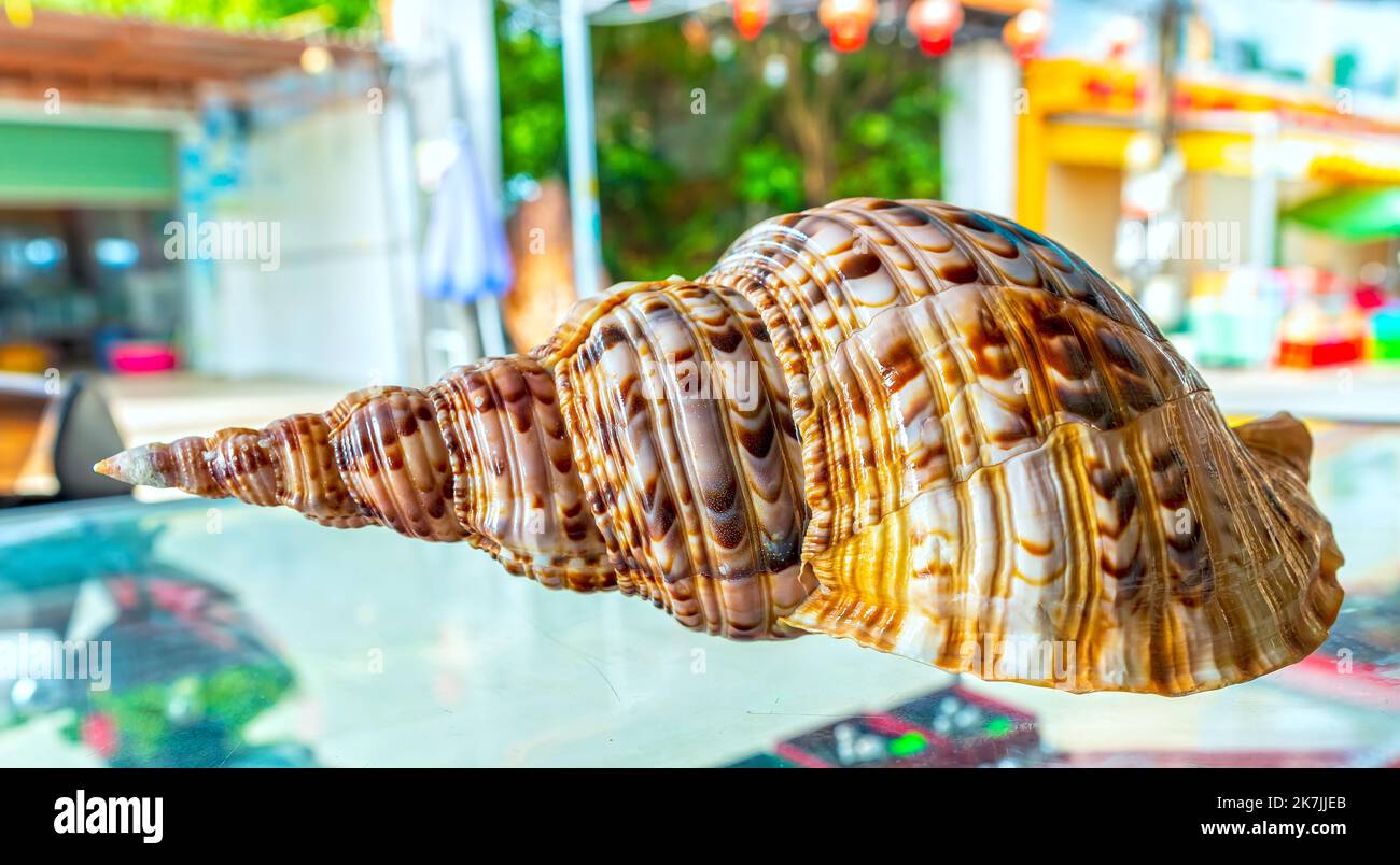 Single sea shell of marine snail displayed in souvenir market. This is ...