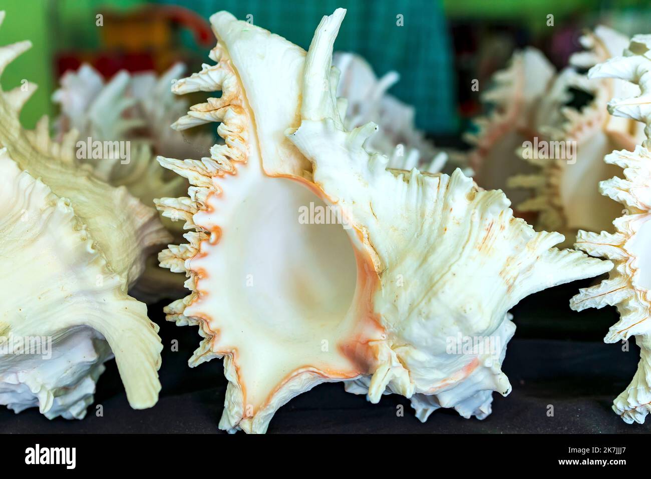 Single sea shell of marine snail displayed in souvenir market. This is ...