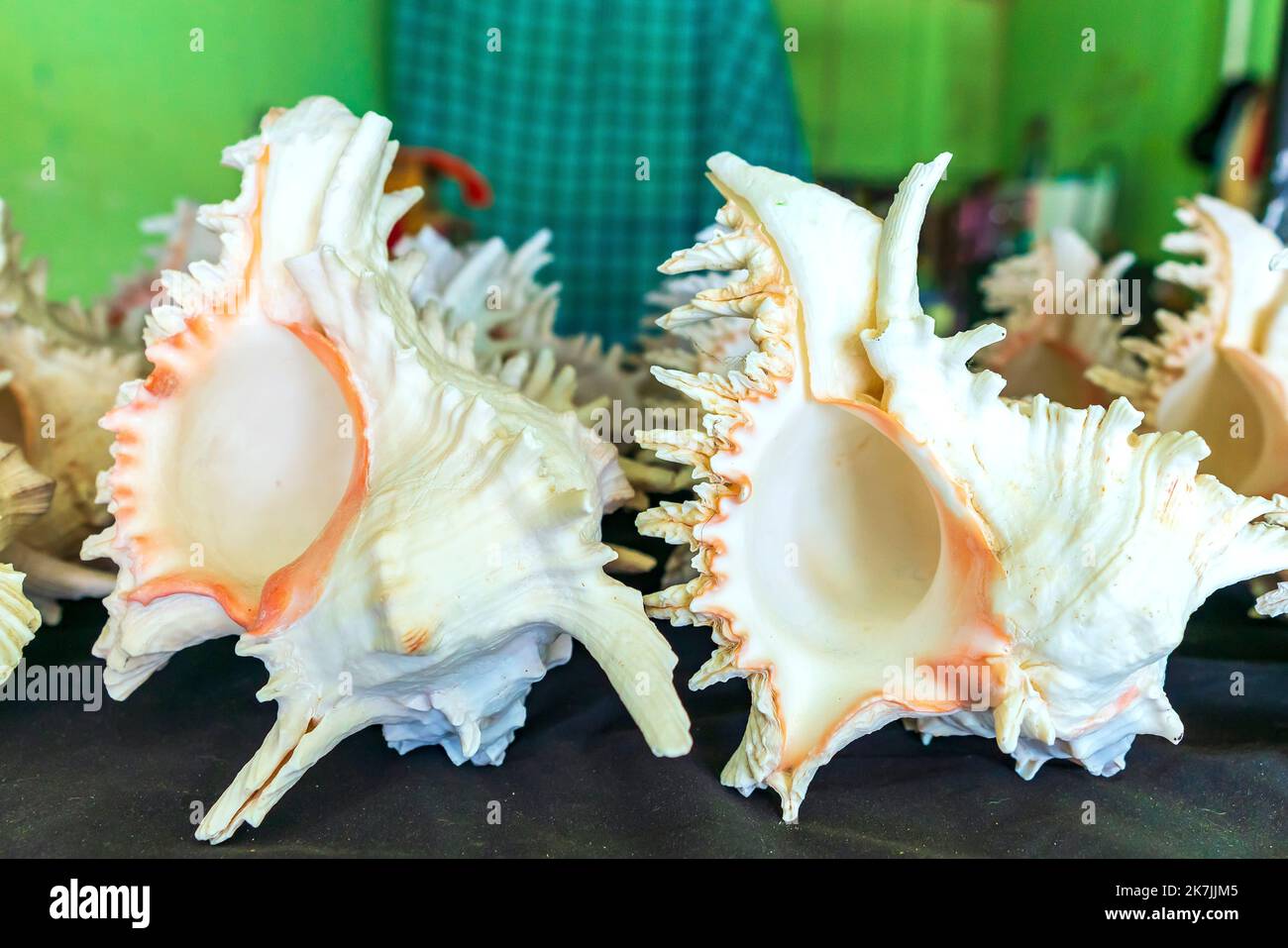 Single sea shell of marine snail displayed in souvenir market. This is ...