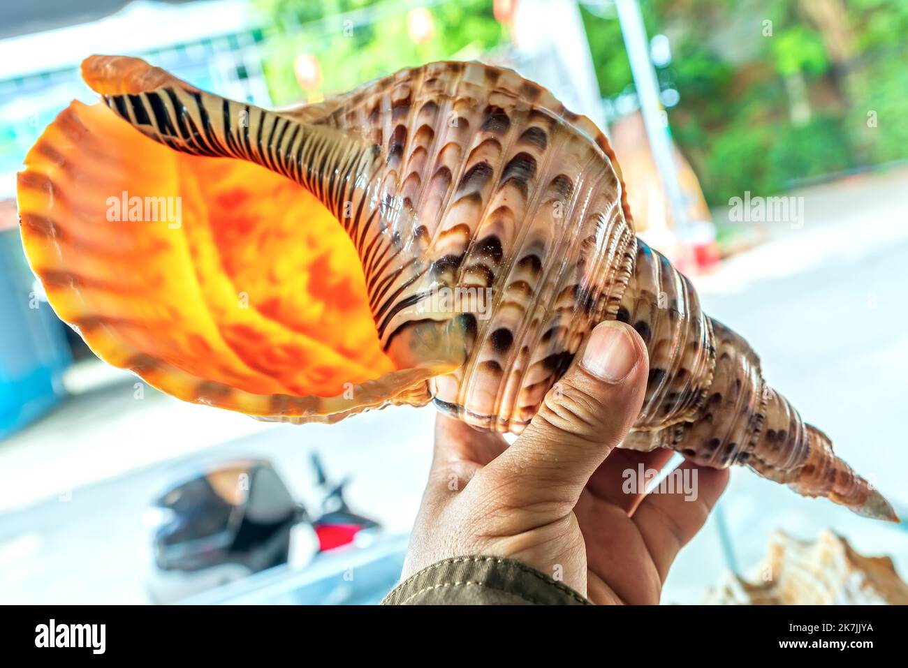 Single sea shell of marine snail in the hands of tourists watching is ...