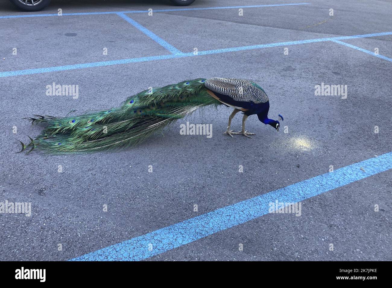 ©Francois Glories/MAXPPP - 14/07/2022 The mascot "the Peacock" of the ...