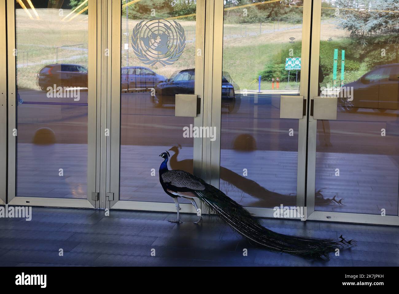Human and peacock hi-res stock photography and images - Alamy