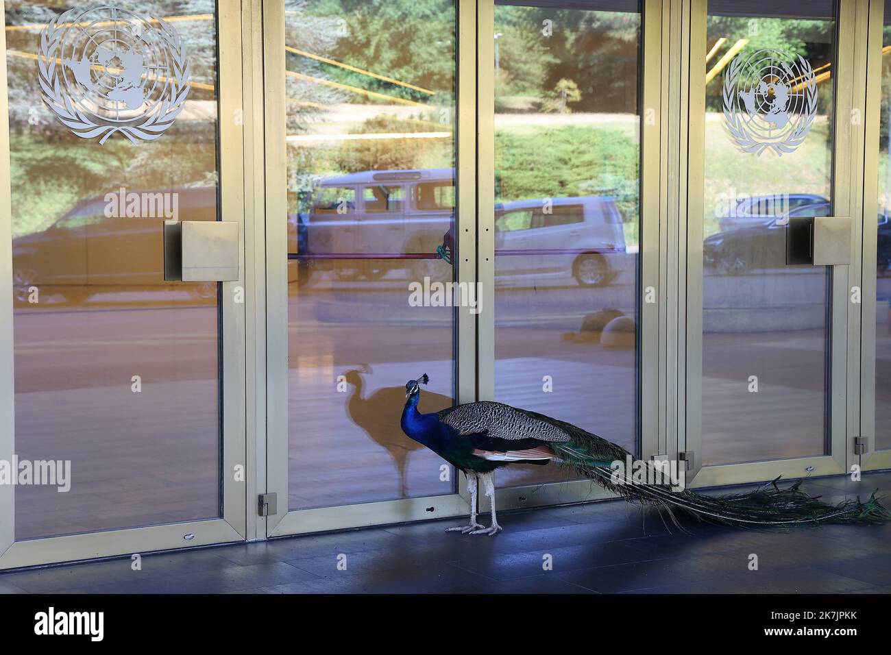 Human and peacock hi-res stock photography and images - Alamy