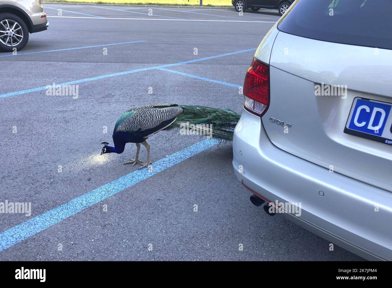 Human and peacock hi-res stock photography and images - Alamy