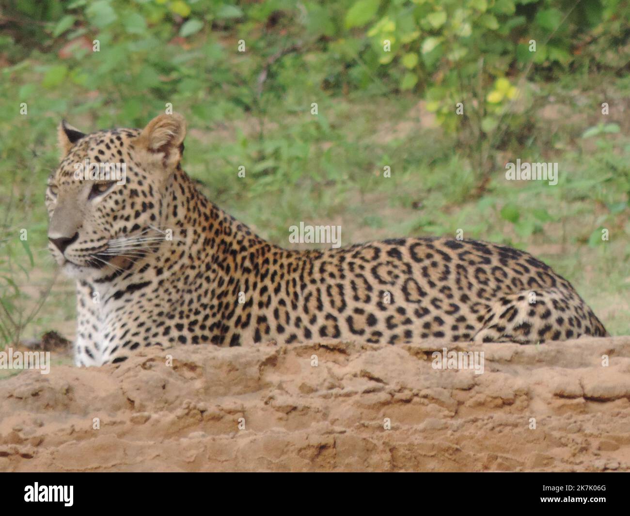 Leopards of Sri Lanka in the Wild, Visit Sri lanka Stock Photo - Alamy