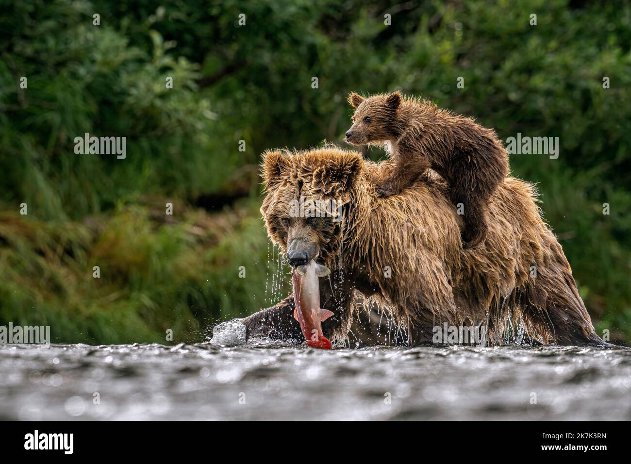 Brown bear with cub on back Stock Photo - Alamy