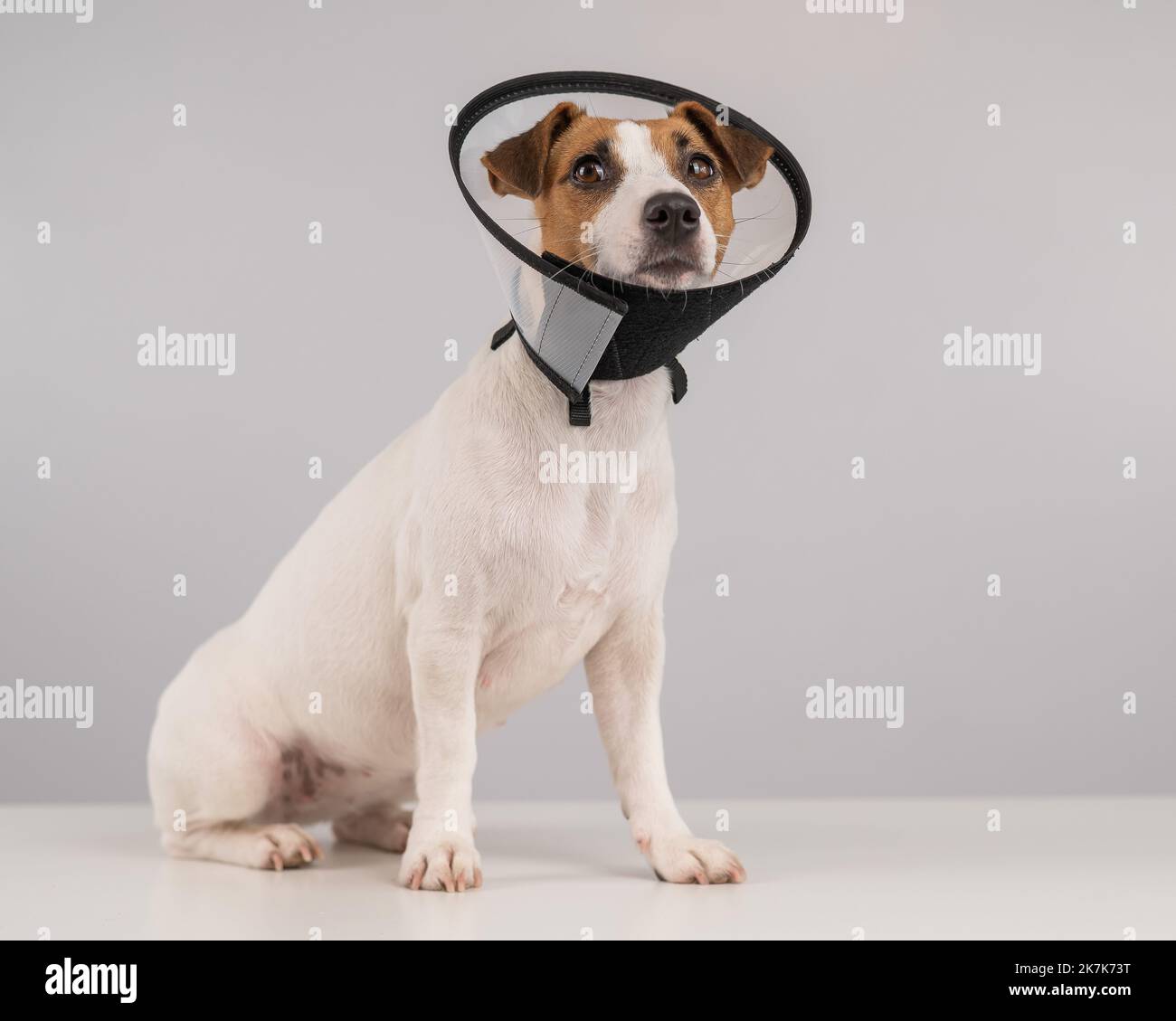 Jack Russell Terrier dog in plastic cone after surgery Stock Photo - Alamy
