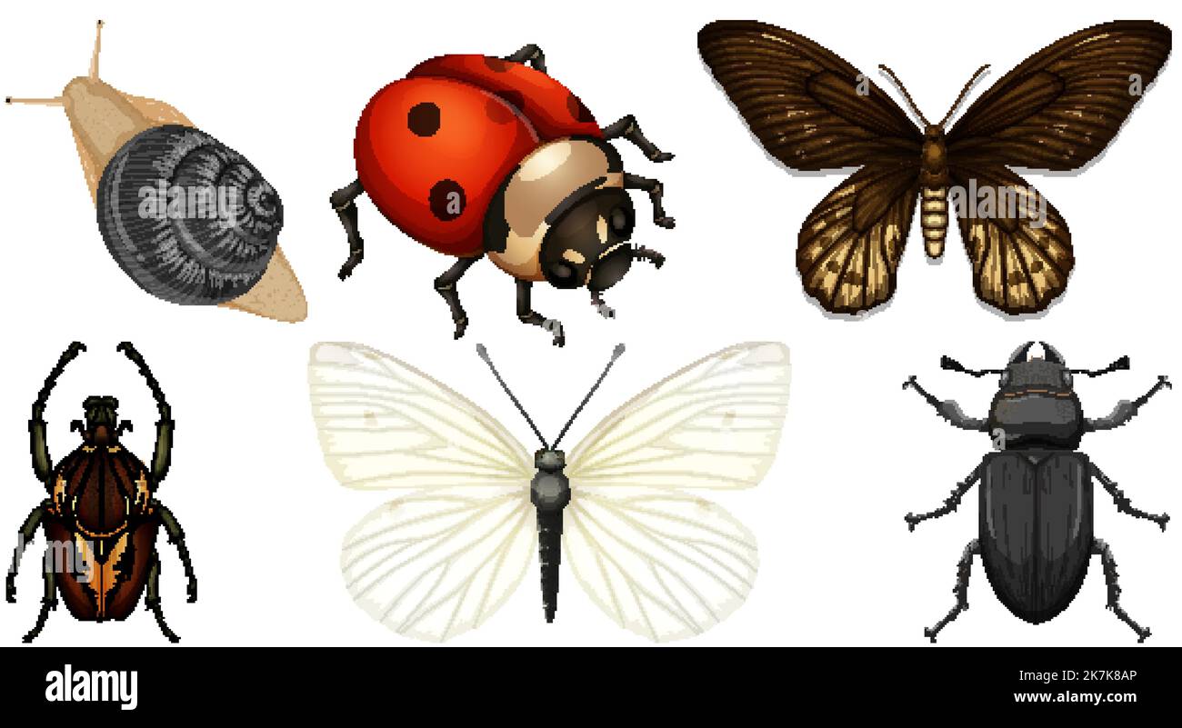 Set of different kinds of insects illustration Stock Vector Image & Art ...