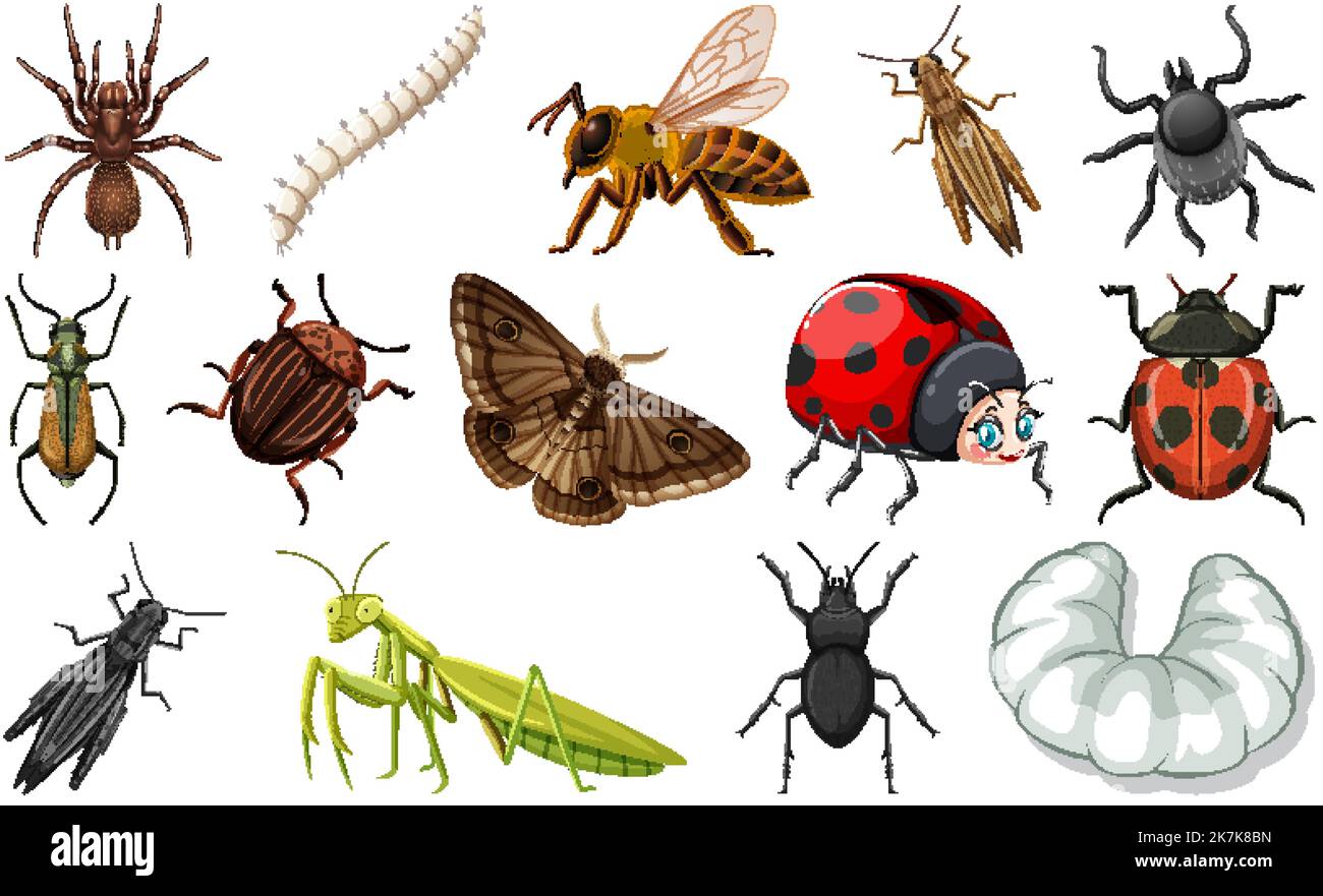 Different kinds of insects collection illustration Stock Vector Image ...