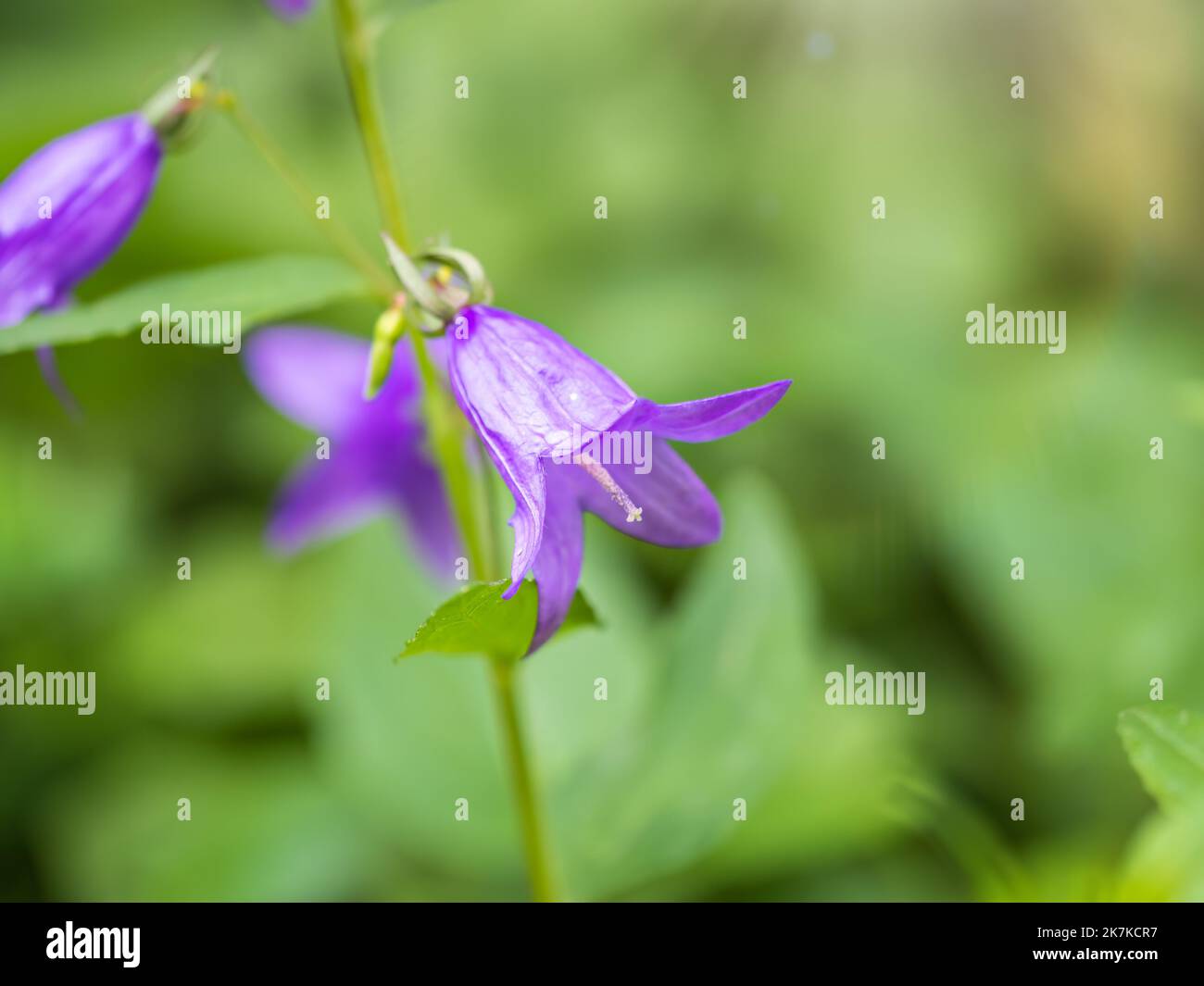 Campanula rapunculoides, creeping bellflower, or rampion bellflower, is ...