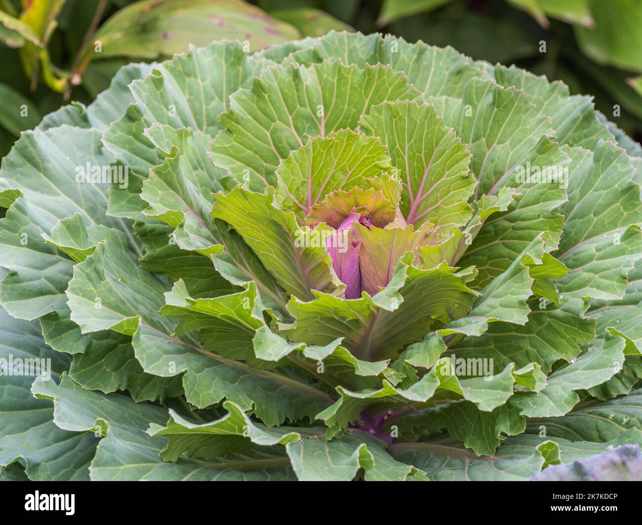 Close up of endless field with green leaves and purple veins of red ...