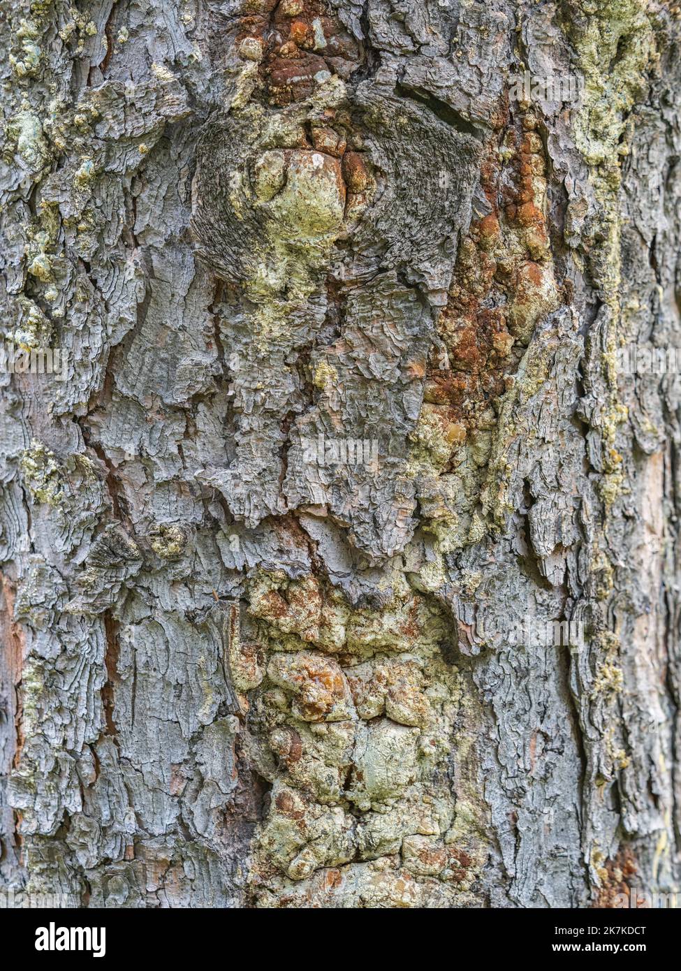 Bark texture and background of a old fir tree trunk. Detailed bark ...